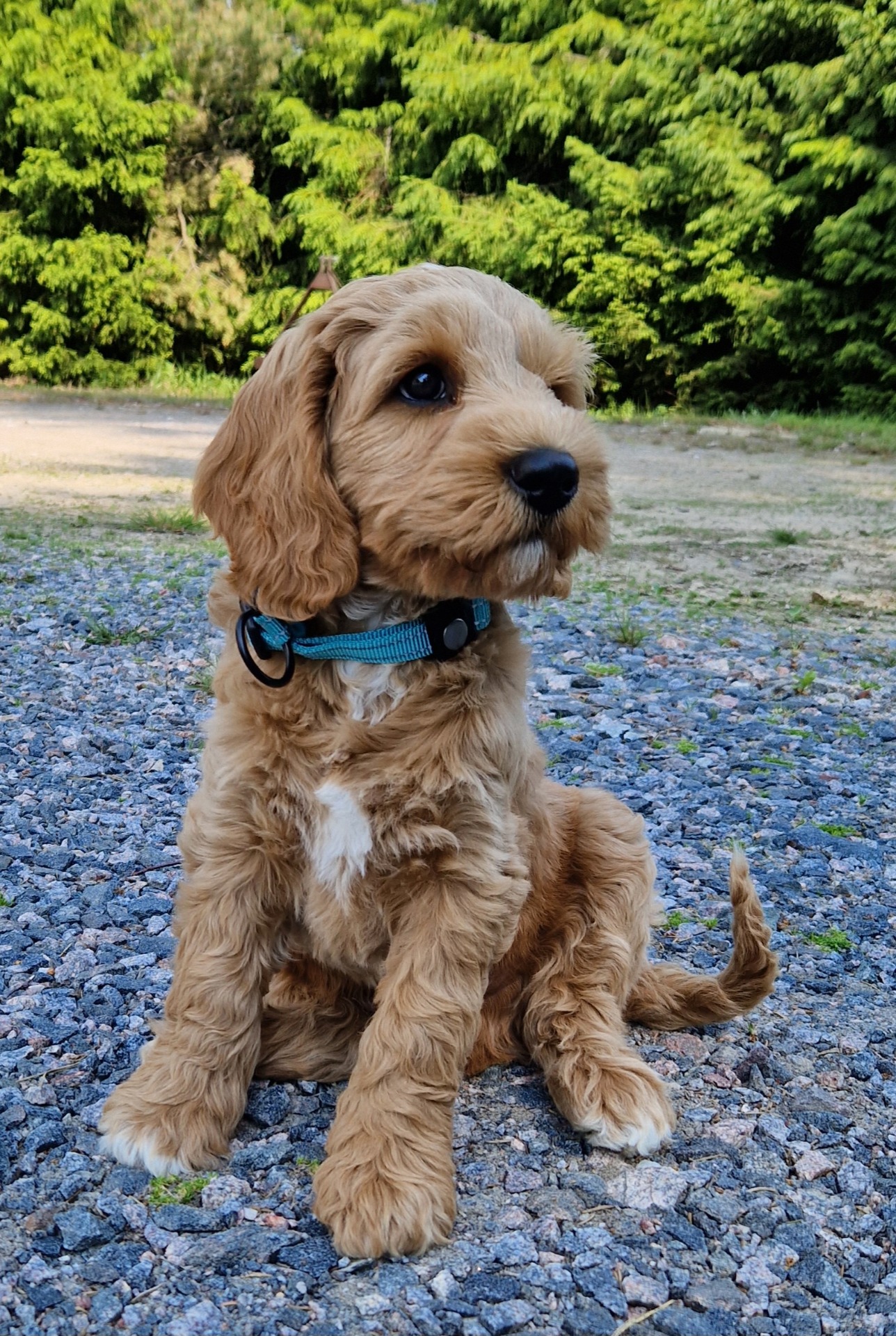 Chillout ald australianlabradoodle pentuja